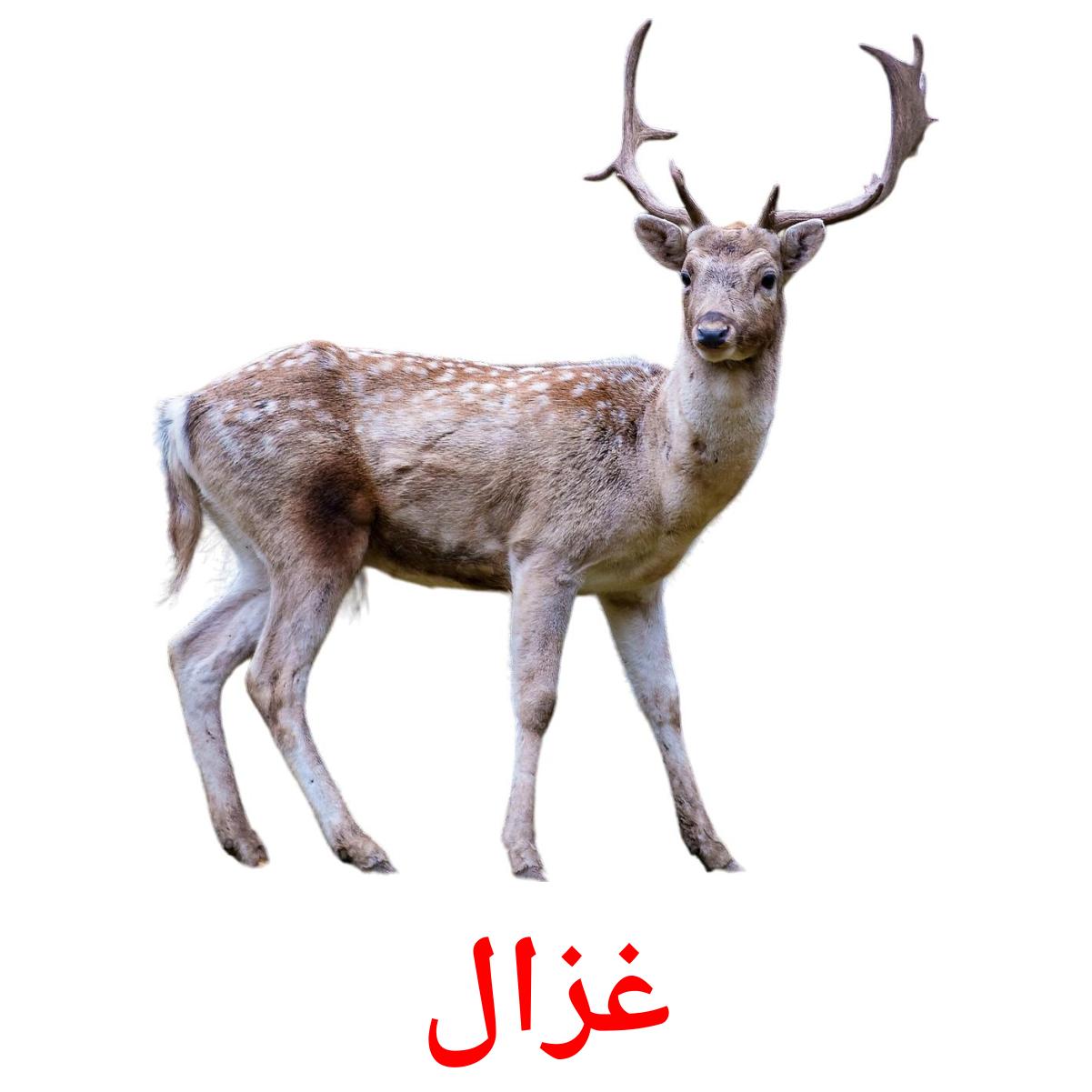22 FREE Forest animals Flashcards | PDF | Arabic Words