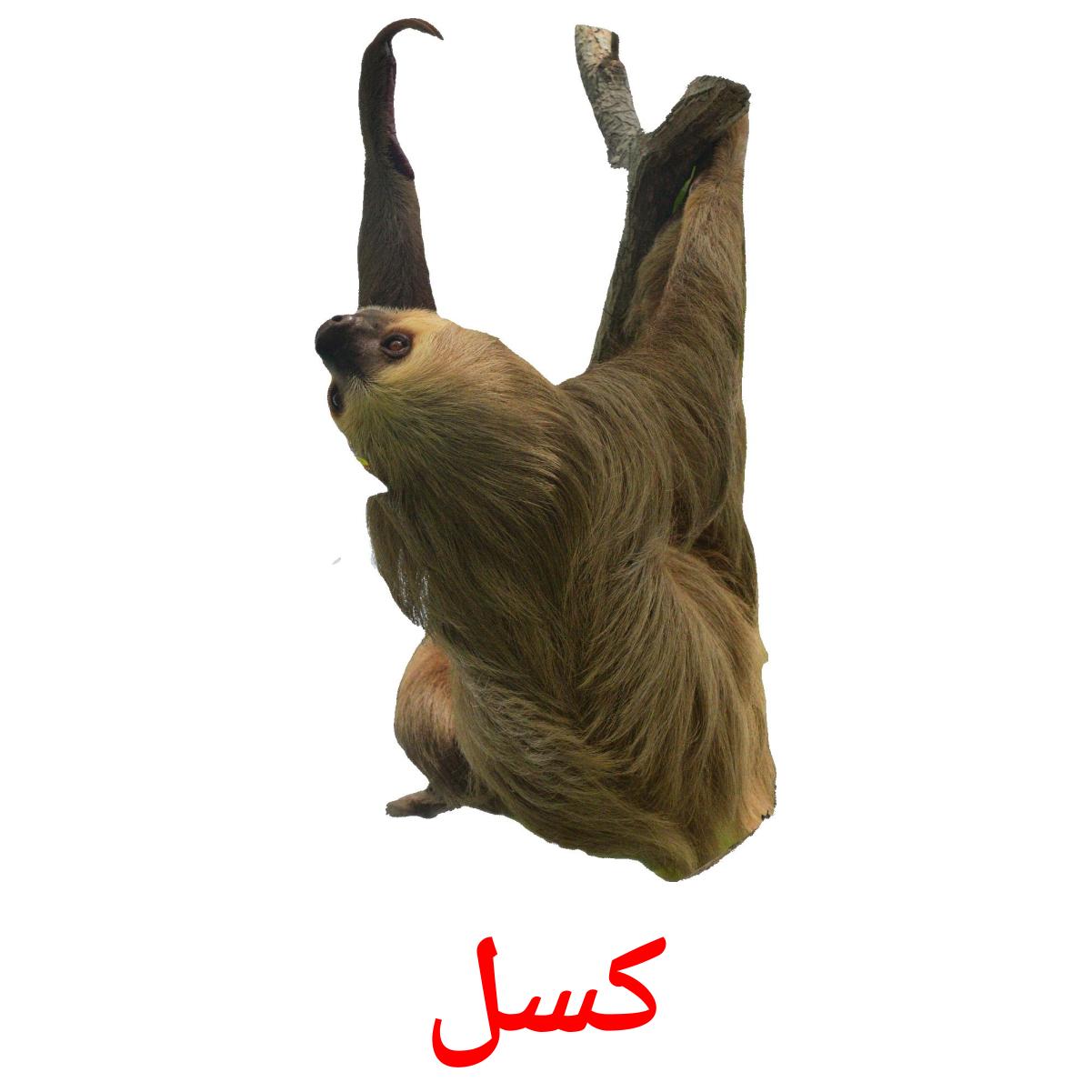 22 FREE Forest animals Flashcards | PDF | Arabic Words