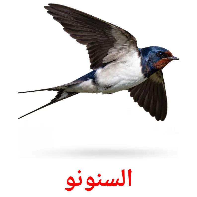 29 FREE Arabic Birds Flashcards | PDF