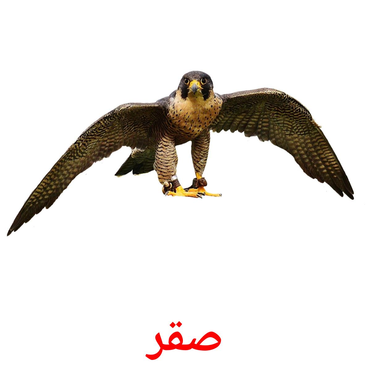19 Printable Wild birds Flashcards in Arabic (Free PDF)