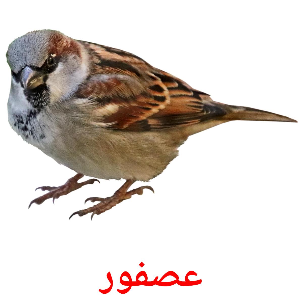 19 Printable Wild birds Flashcards in Arabic (Free PDF)
