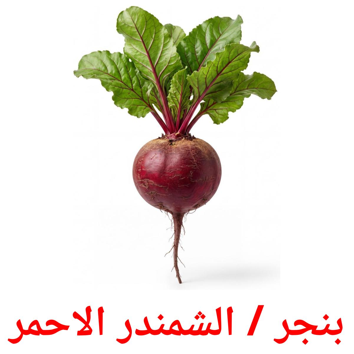 30 Printable Vegetables Flashcards in Arabic (Free PDF)