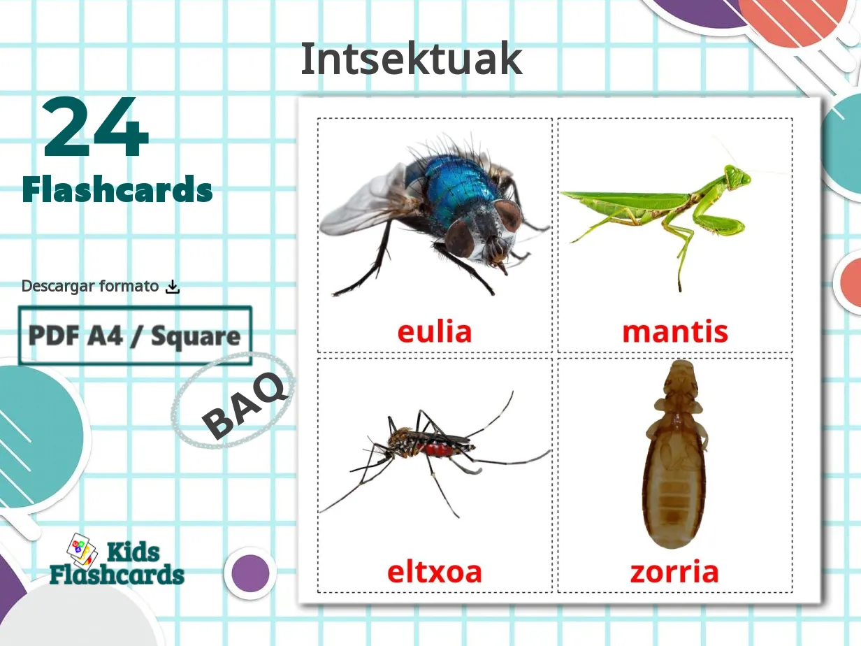 24 Tarjetas de Aprendizaje de Insectos GRATIS en PDF | Imágenes en Euskera