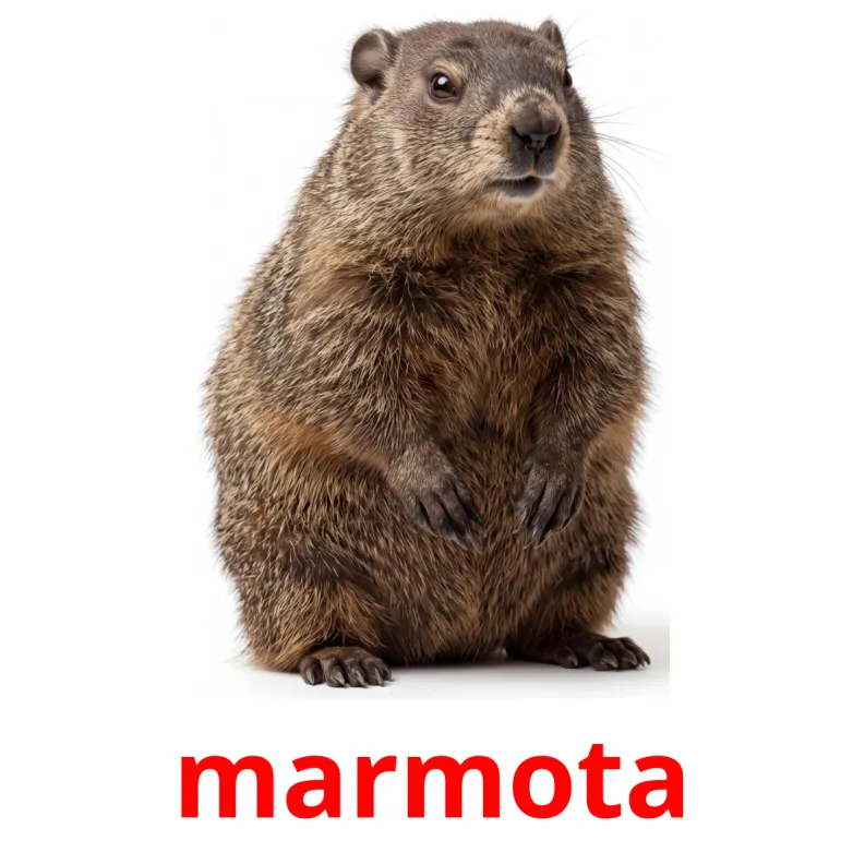 22 Cartes Nomenclature Montessori Les Animaux de la Forêt GRATUIT à ...