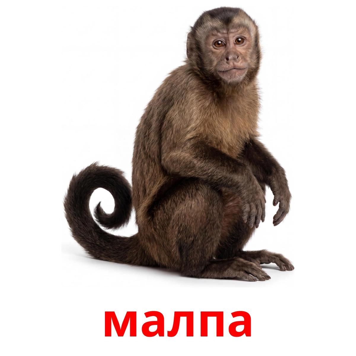 22 Printable Jungle animals Flashcards in Belarusian (Free PDF)