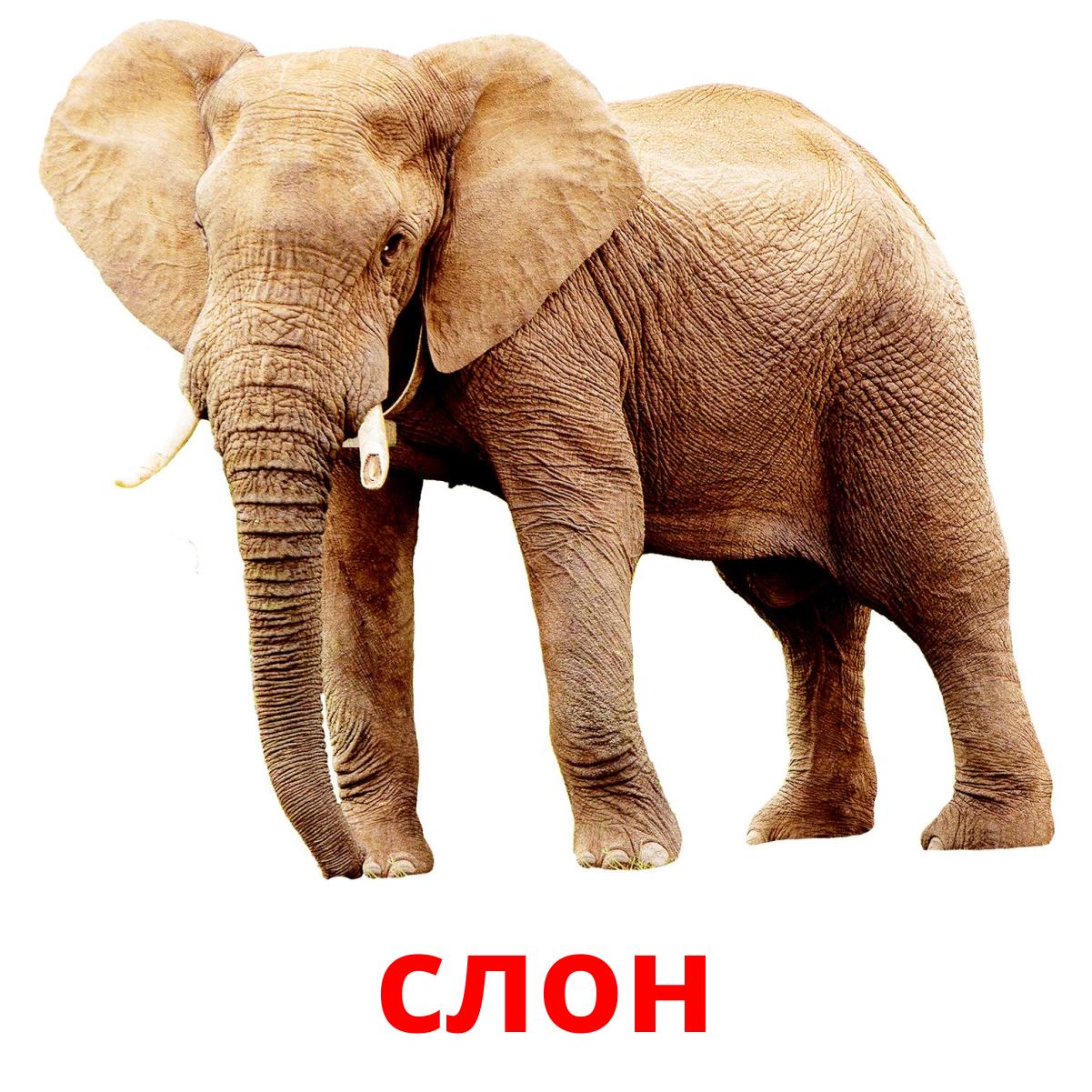 22 Printable Jungle animals Flashcards in Belarusian (Free PDF)