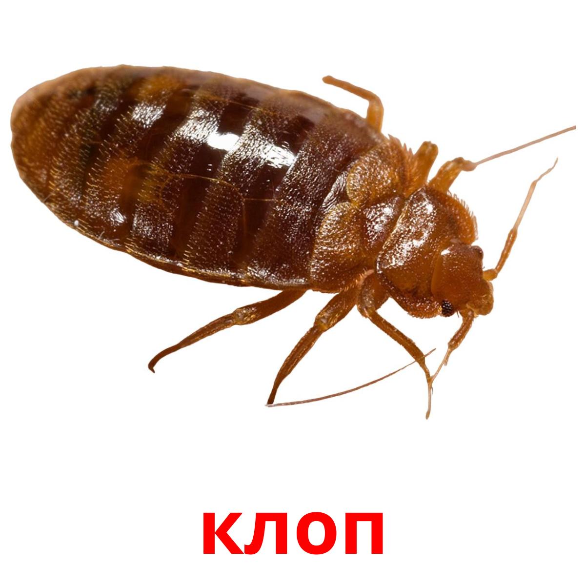 24 Tarjetas de Aprendizaje de Insectos GRATIS en PDF | Imágenes en Búlgaro