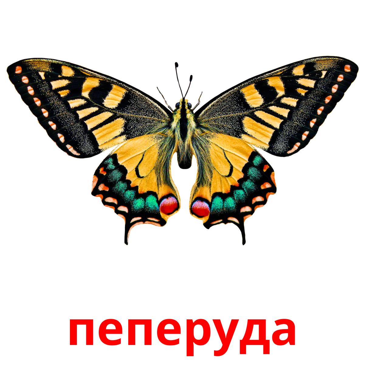 24 Tarjetas de Aprendizaje de Insectos GRATIS en PDF | Imágenes en Búlgaro