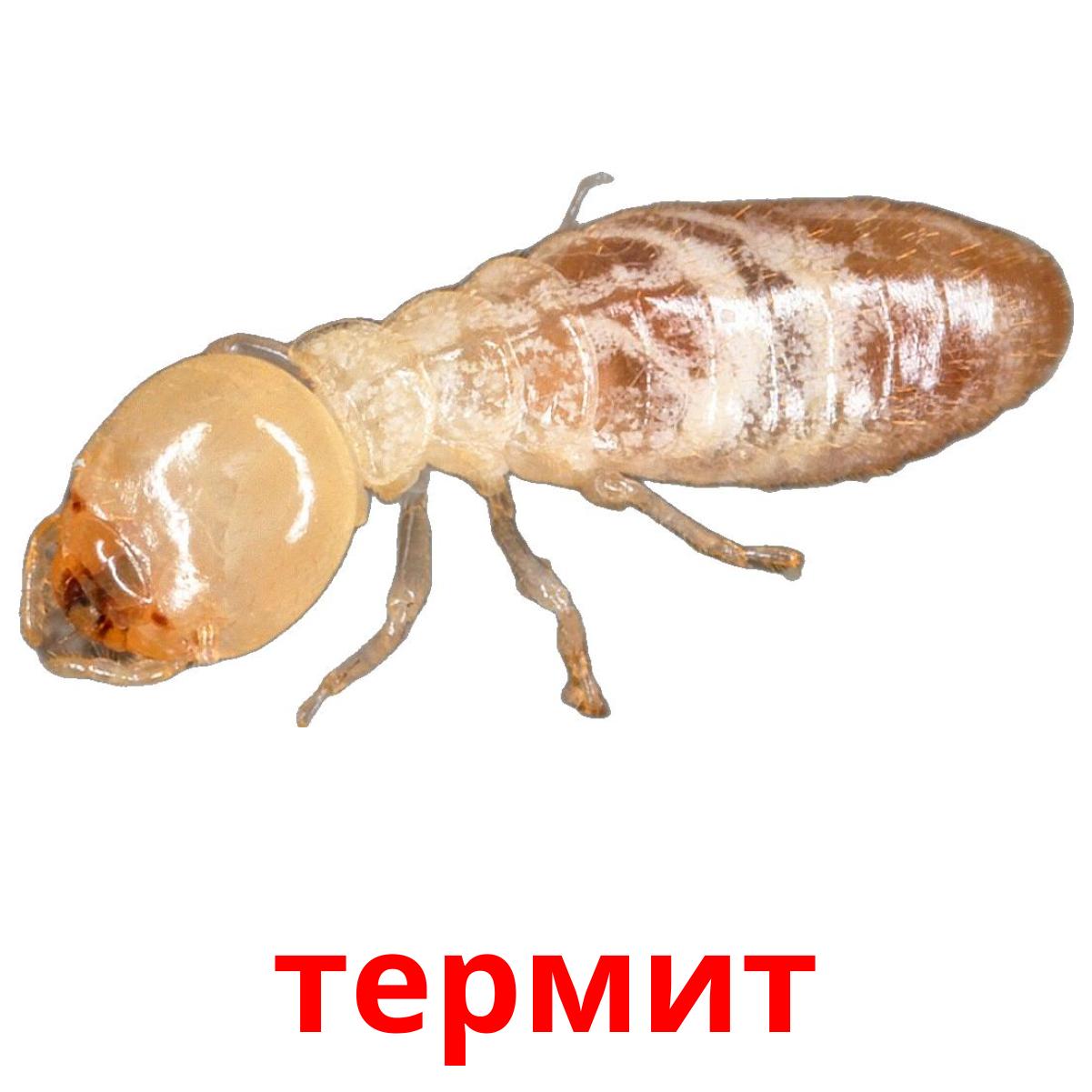 24 Tarjetas de Aprendizaje de Insectos GRATIS en PDF | Imágenes en Búlgaro