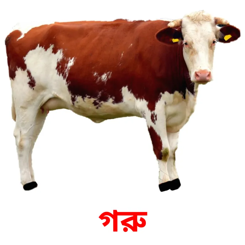 15 Farm animals Flashcards in PDF | Bengali Pictures