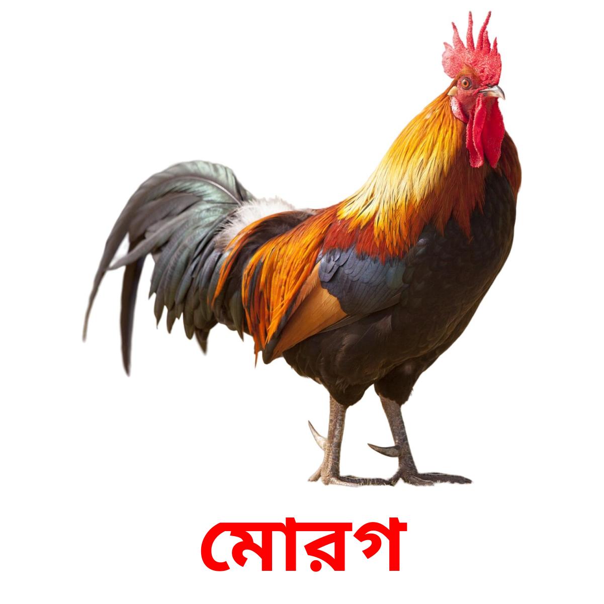 11 FREE Farm birds Flashcards | PDF | Bengali Words