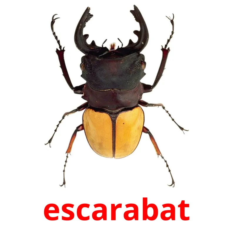 23 GRATIS Insecten Flashcards in 4 PDF formaten | Catalaans Afbeeldingen