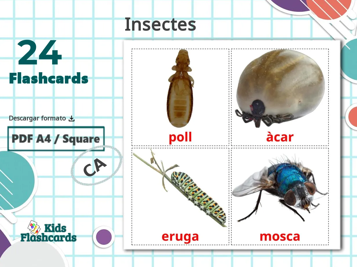 24 Tarjetas de Aprendizaje de Insectos GRATIS en PDF | Imágenes en Catalán