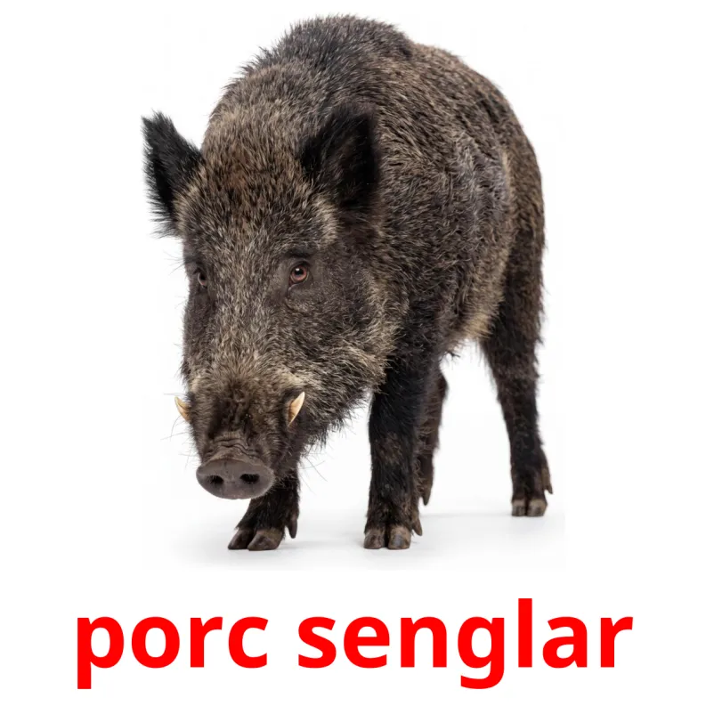 22 FREE Forest animals Flashcards | PDF | Catalan Words