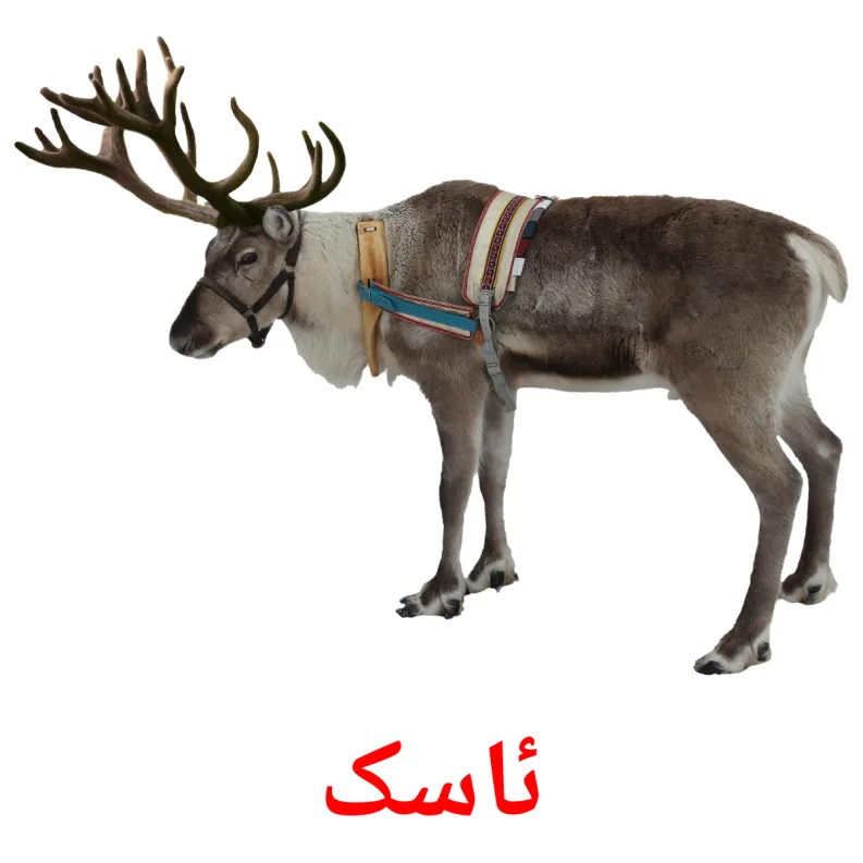 25 FREE Kurdish(sorani) Animals Flashcards | PDF