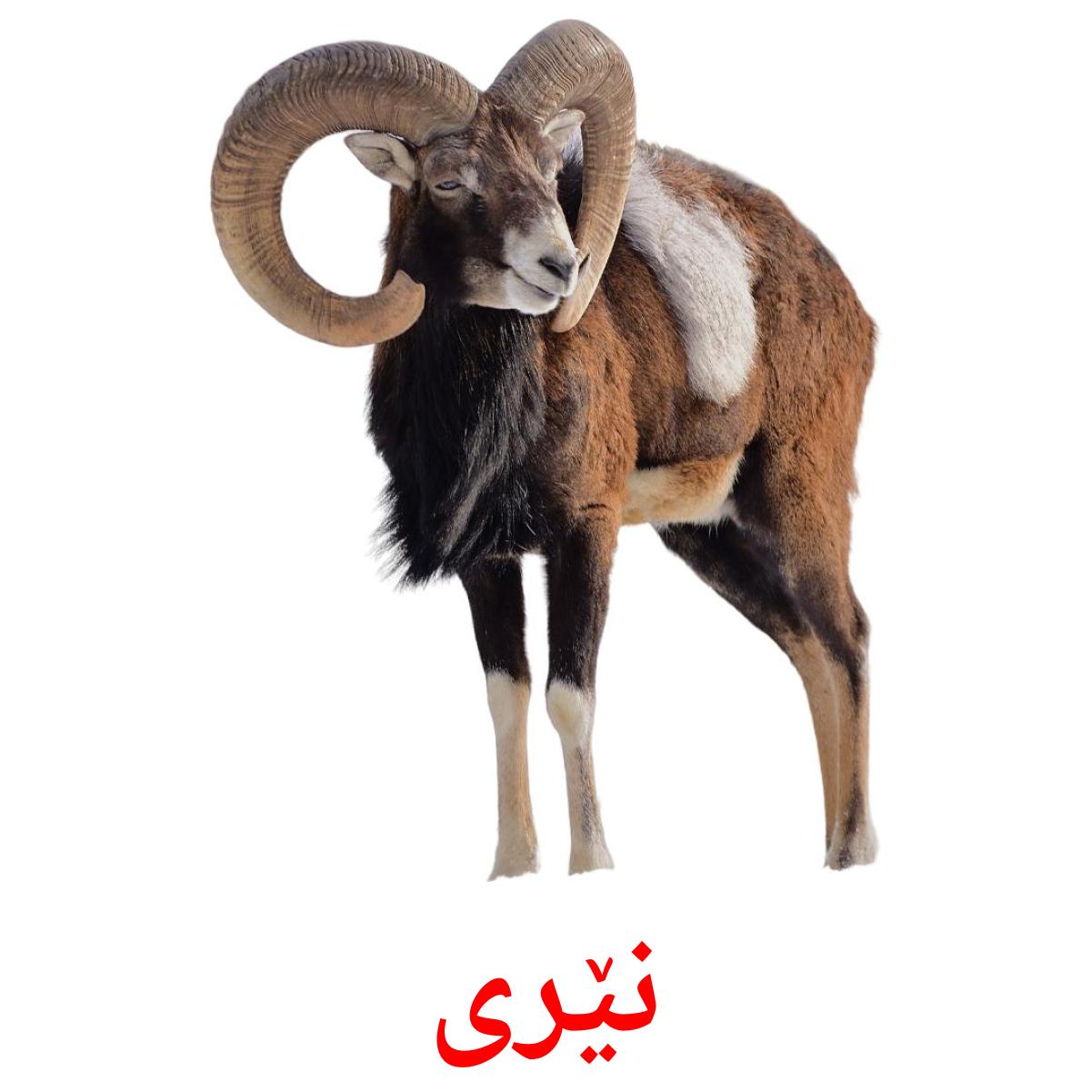 16 Printable Farm animals Flashcards in Kurdish(sorani) (Free PDF)
