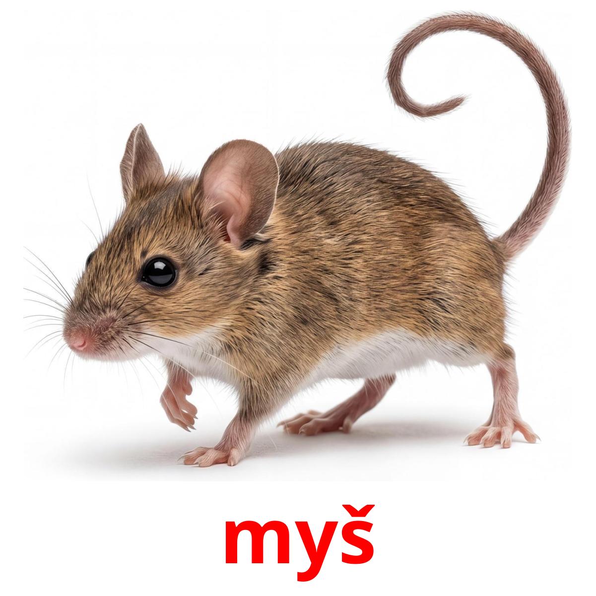 11 Printable Domestic animals Flashcards in Czech (Free PDF)