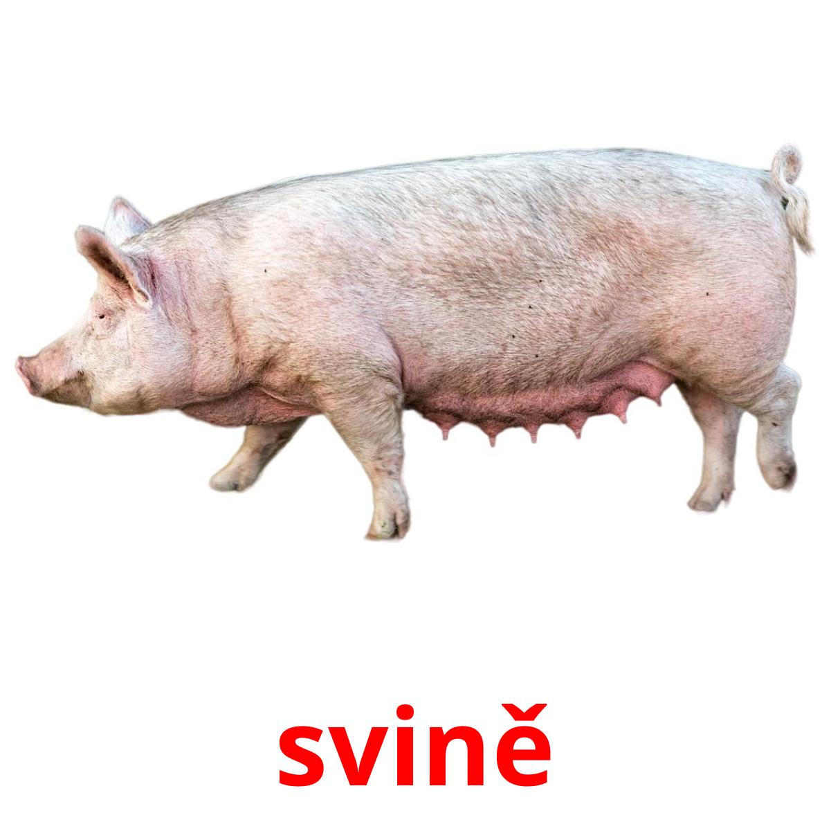 16 Printable Farm animals Flashcards in Czech (Free PDF)