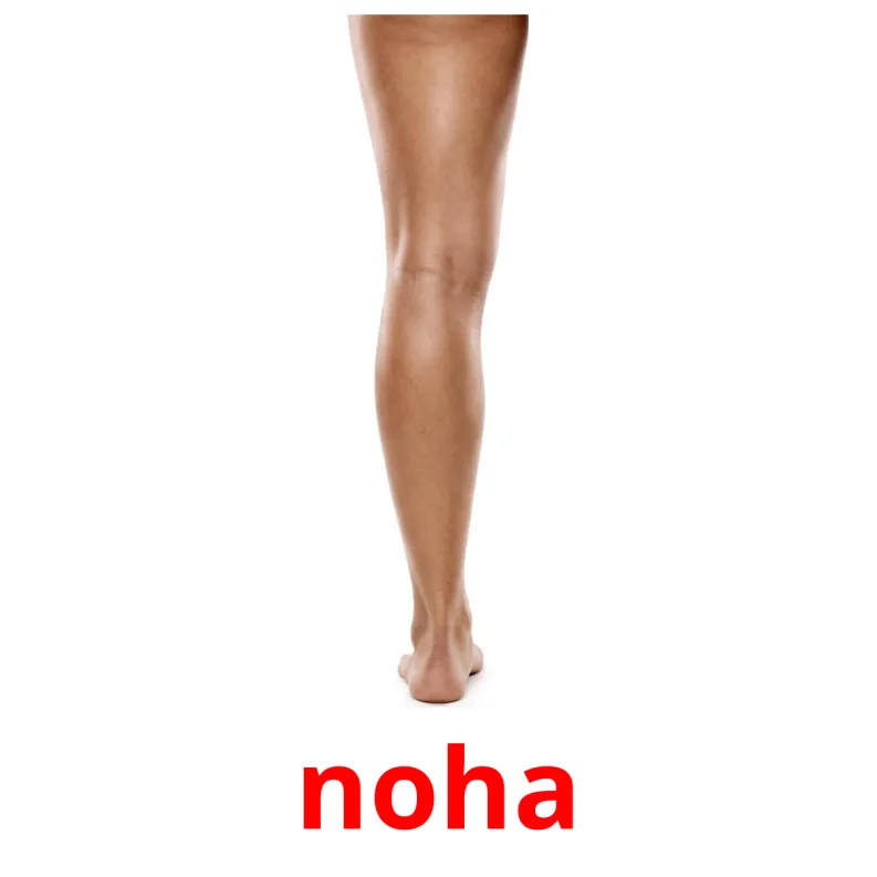 26 FREE Body Parts Flashcards | PDF | Czech Words