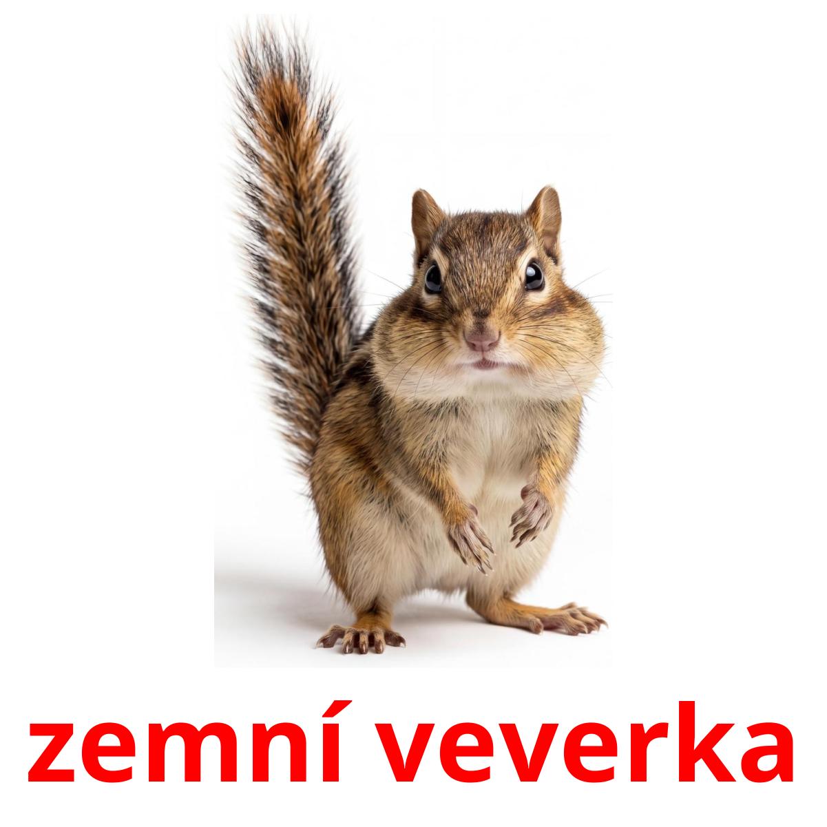 23 Printable Forest animals Flashcards in Czech (Free PDF)