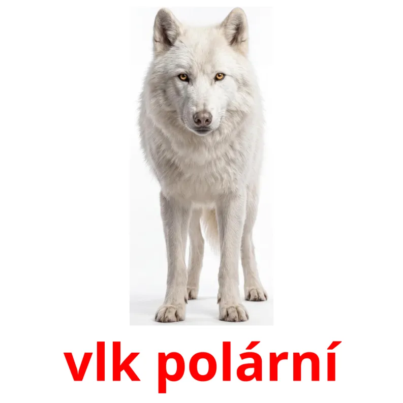 14 FREE Arctic animals Flashcards | PDF | Czech Words