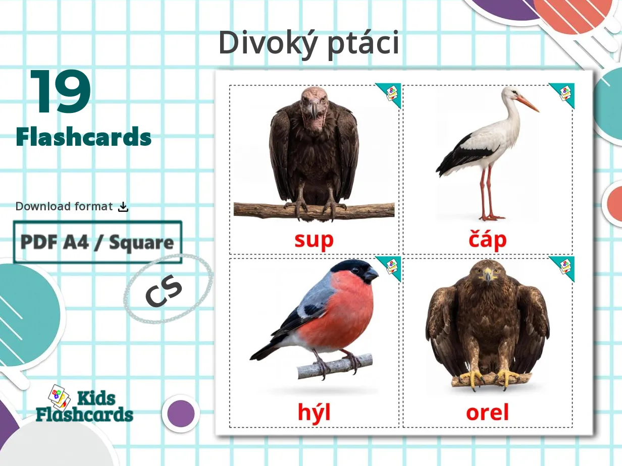 19 Printable Wild birds Flashcards in Czech (Free PDF)