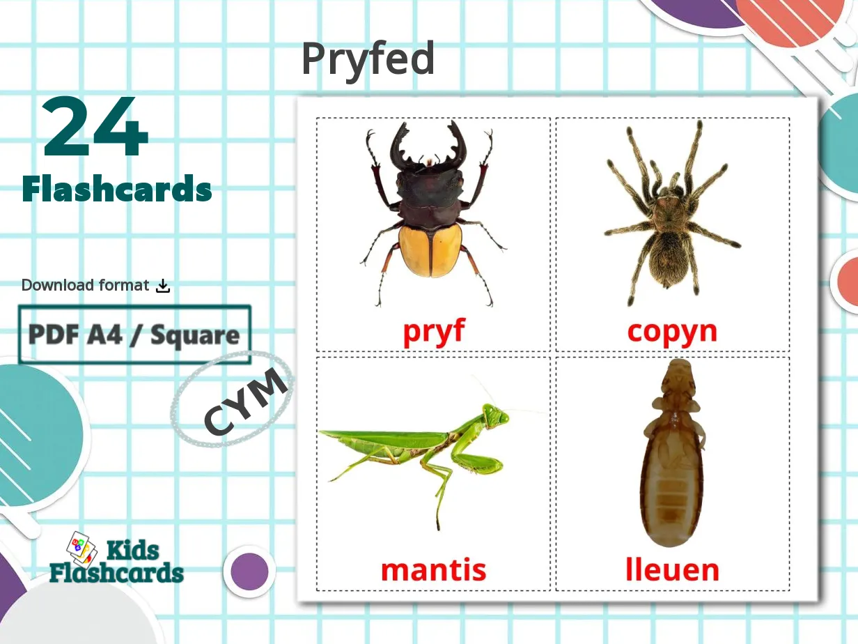 24 Printable Insects Flashcards in Welsh (Free PDF)