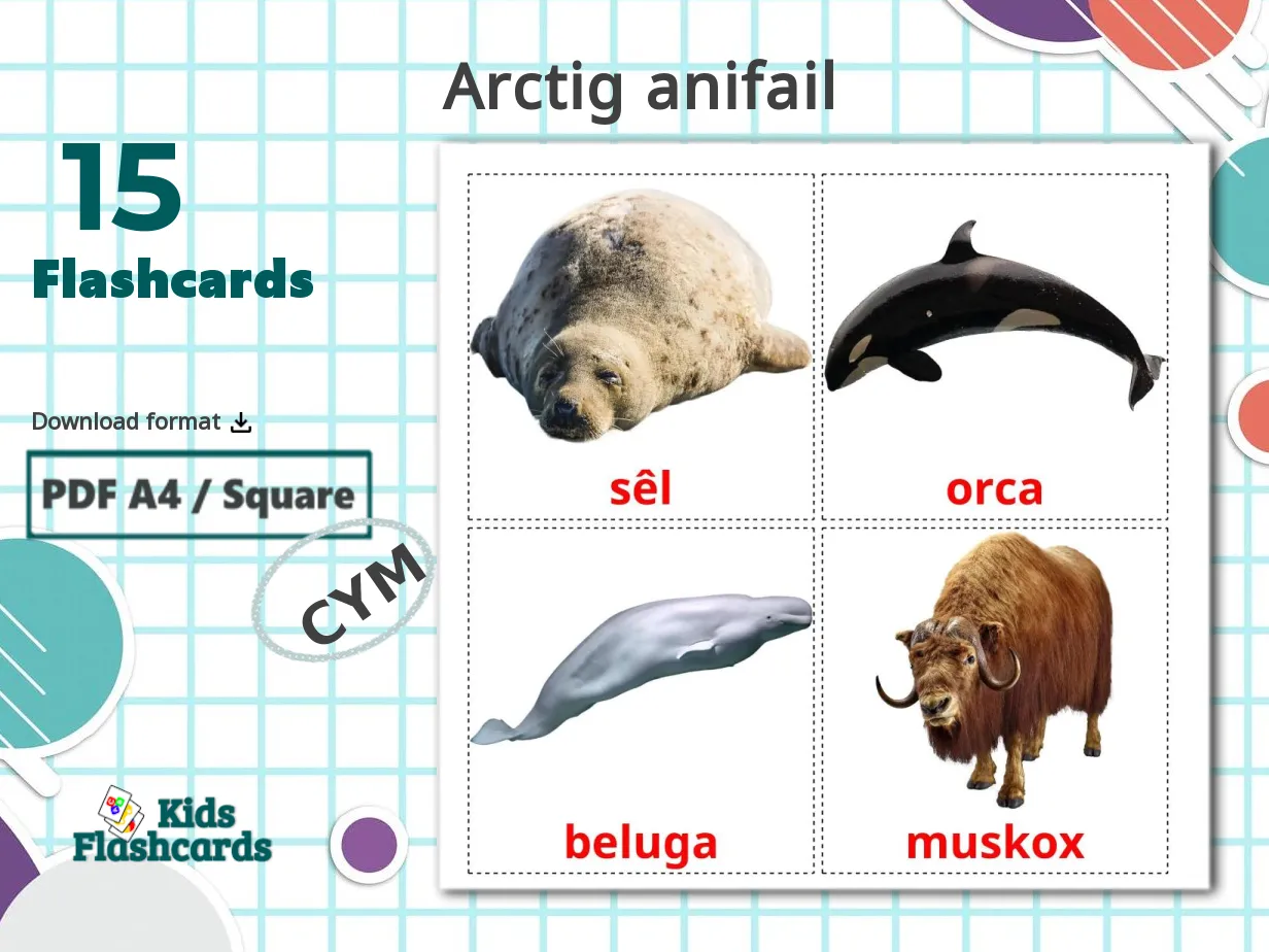 15 Printable Arctic animals Flashcards in Welsh (Free PDF)