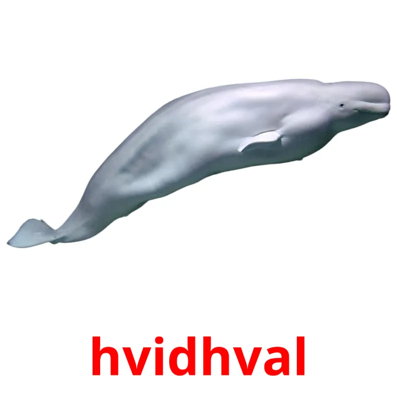 29 Flashcard GRATUITE sui Animali marini in 4 Formati PDF | Immagini in ...