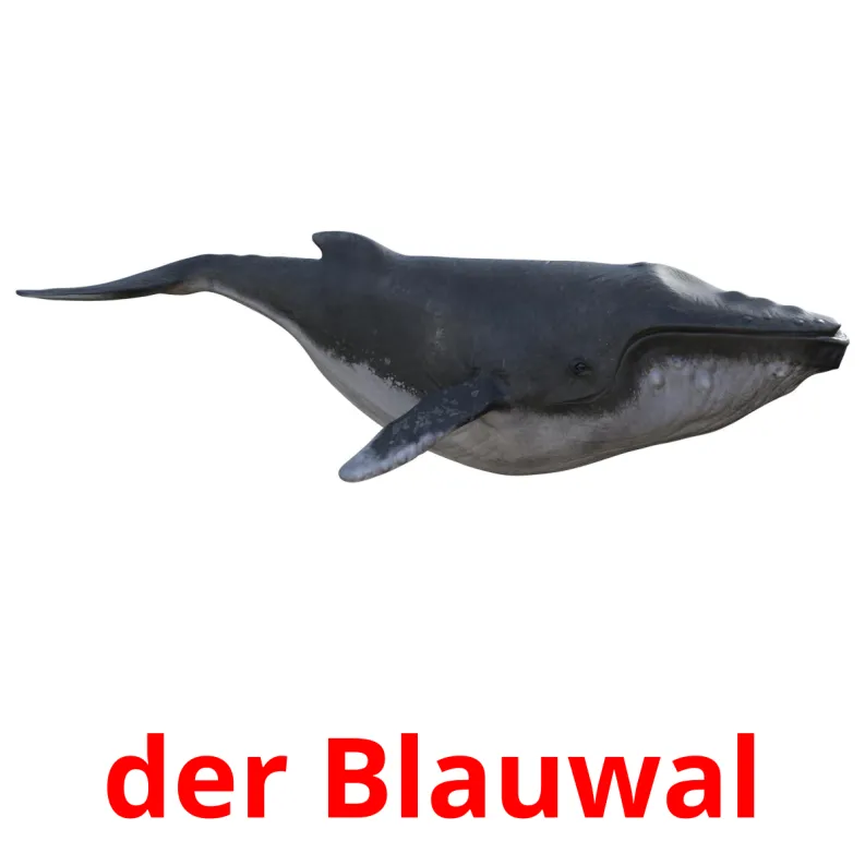 29 FREE Sea animals Flashcards | PDF | German Words