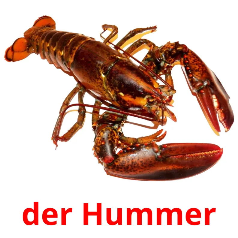 29 Бесплатных Карточек Meerestiere на Deutsch | PDF