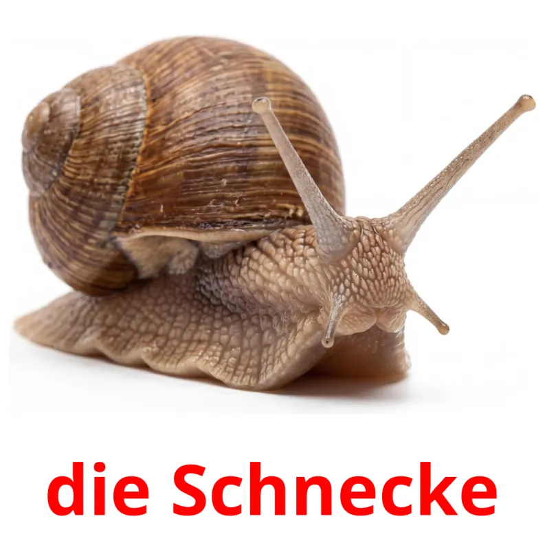 29 FREE Sea animals Flashcards | PDF | German Words