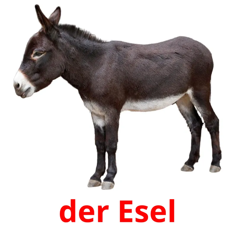 15 FREE Farm animals Flashcards | PDF | German Words