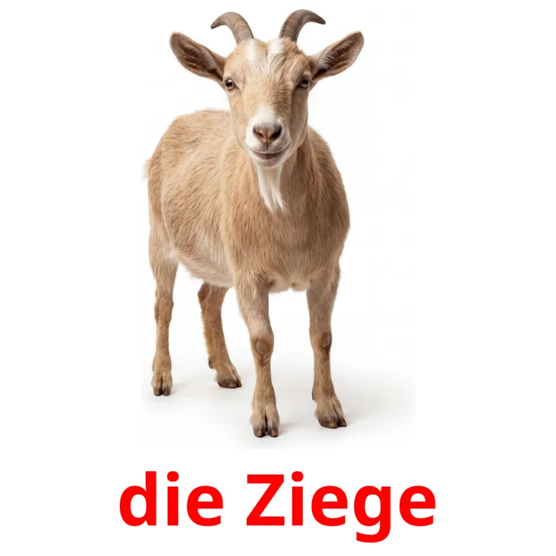 15 FREE Farm animals Flashcards | PDF | German Words