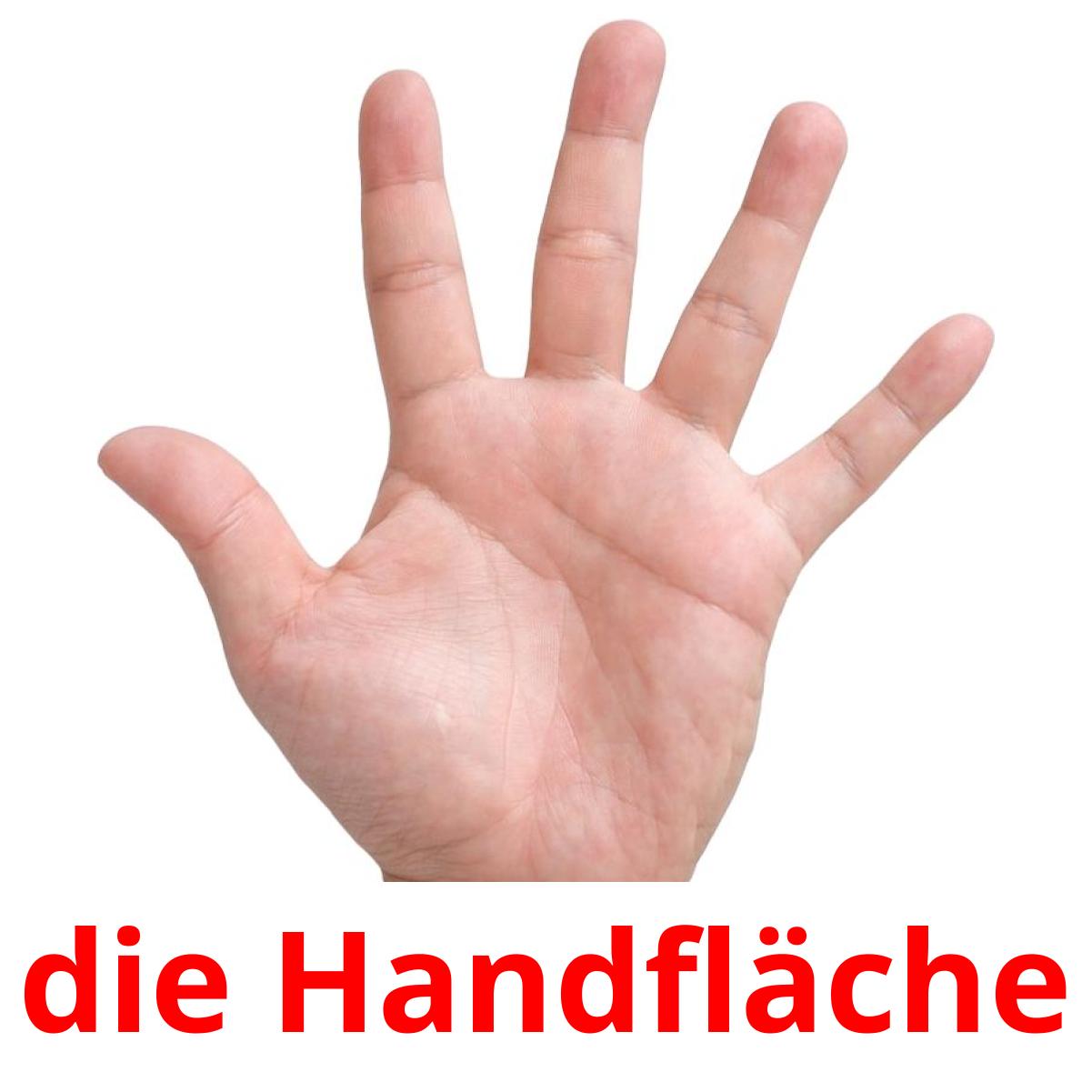 26 Körper Bildkarten in PDF | Deutsch Bilder