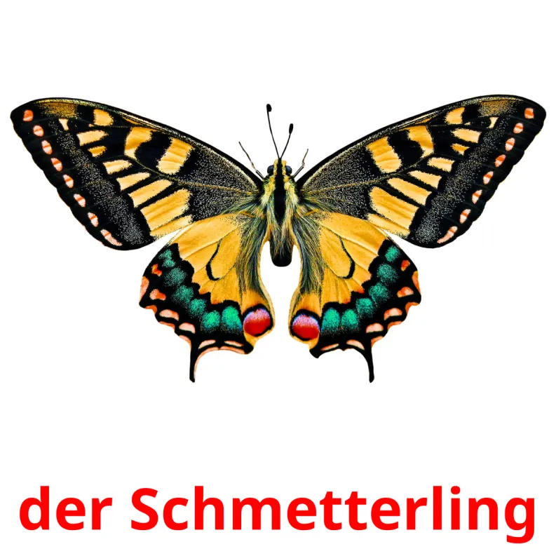23 FREE Insects Flashcards | PDF | German Words