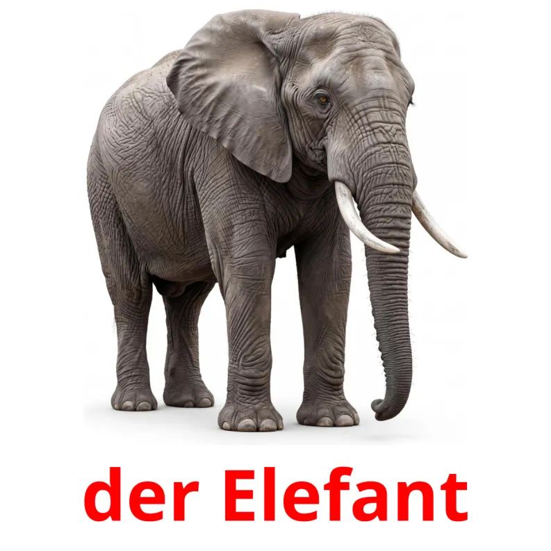 21 FREE Jungle animals Flashcards in 4 PDF formats | German Pictures