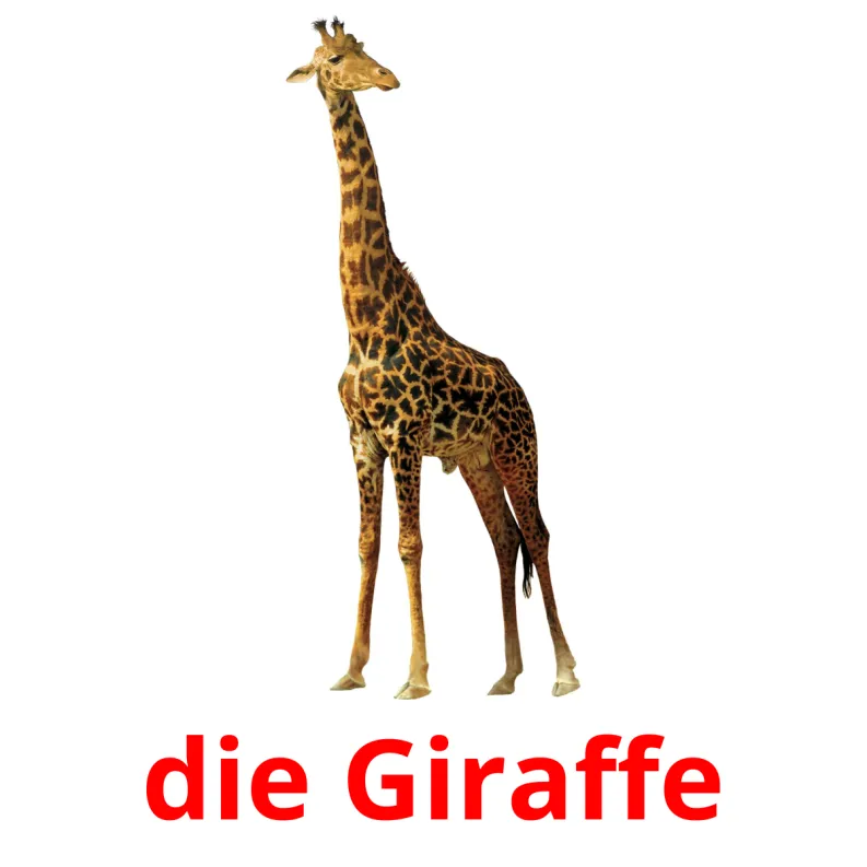 21 FREE Jungle animals Flashcards in 4 PDF formats | German Pictures