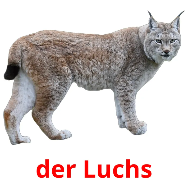 22 FREE Forest animals Flashcards | PDF | German Words