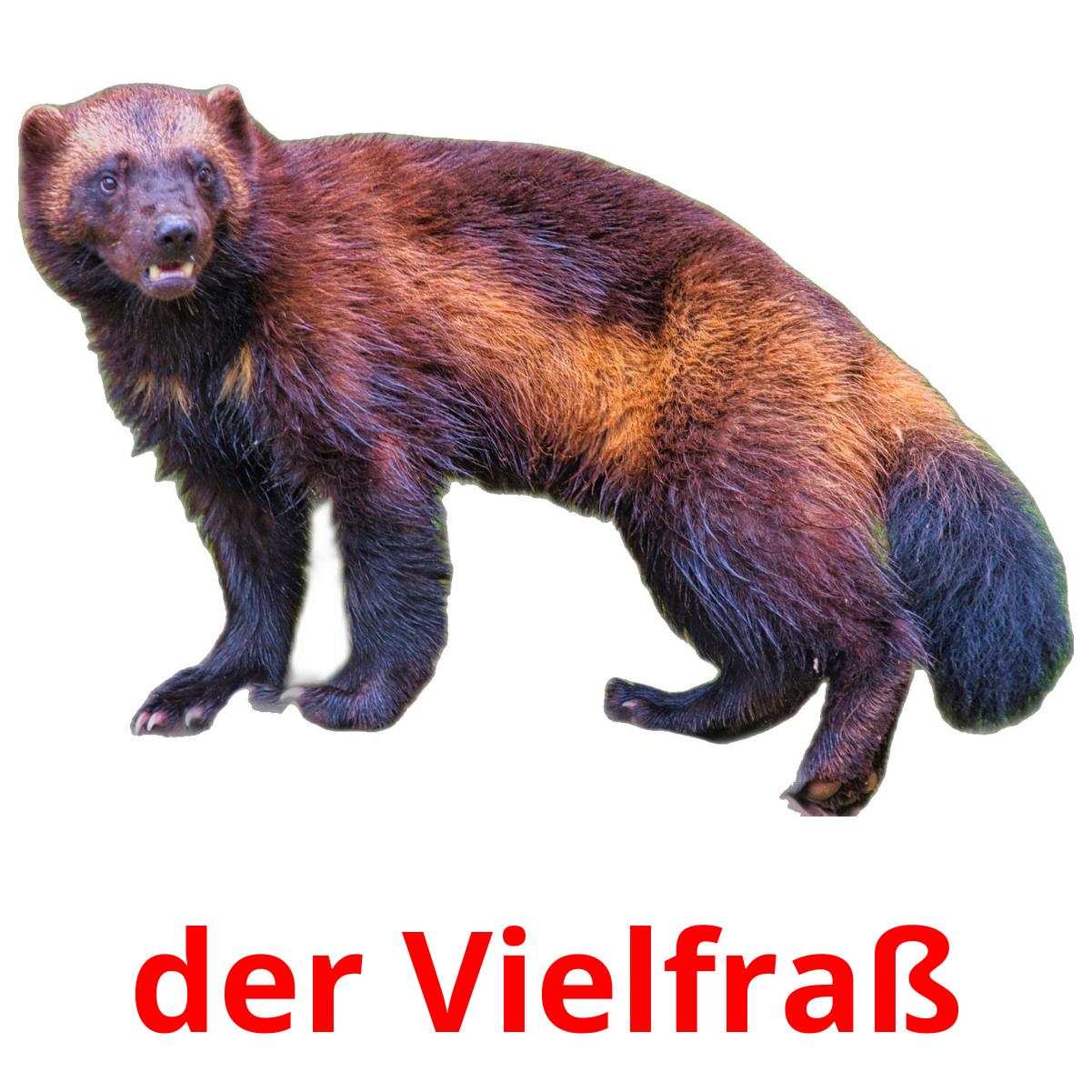 23 Waldtiere Bildkarten in PDF | Deutsch Bilder