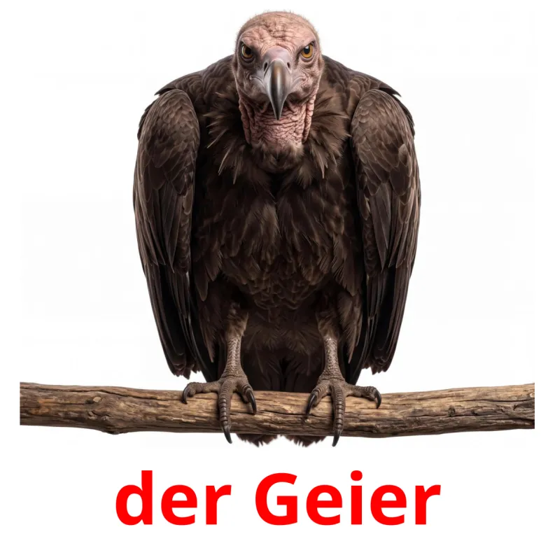 29 FREE Birds Flashcards in German | Printable PDFs