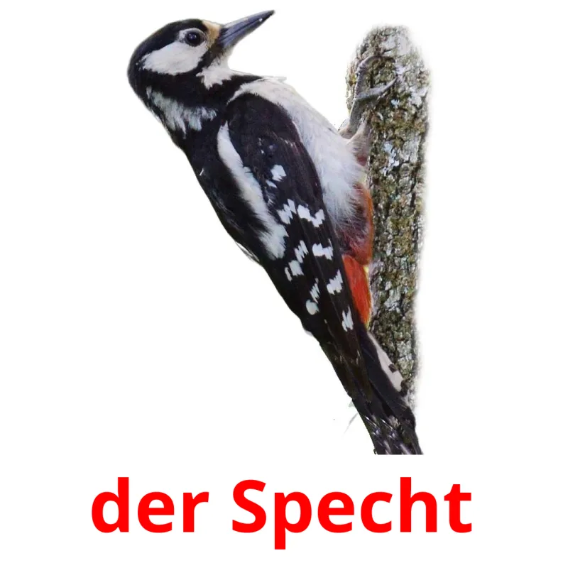 18 FREE Wild birds Flashcards | PDF | German Words