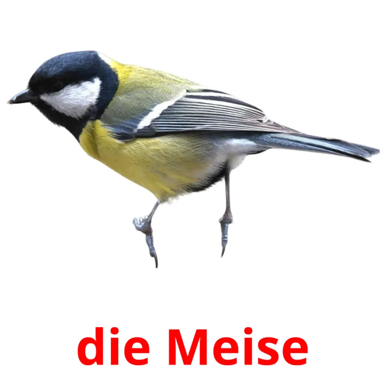 18 Wildvögel Karteikarten in PDF | Deutsch Bilder