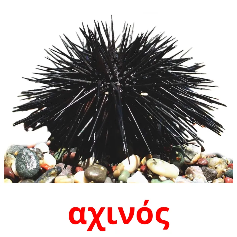 134 FREE Animals Flashcards in Greek | 4 Printable PDFs