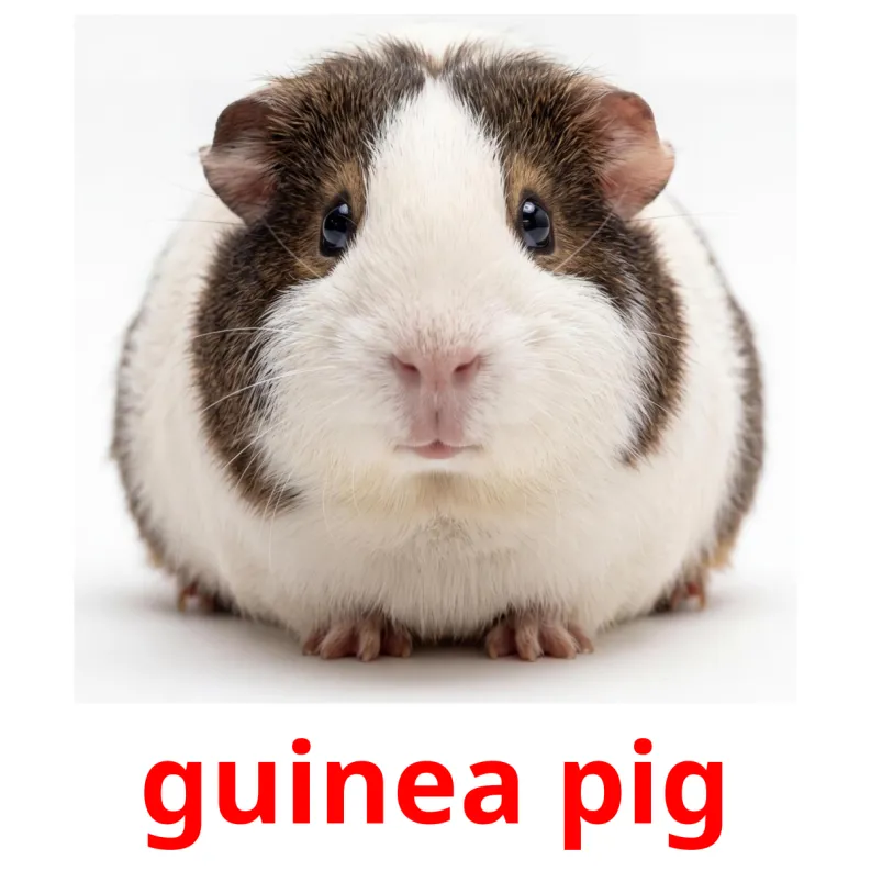 10 FREE Domestic animals Flashcards | PDF | English Words