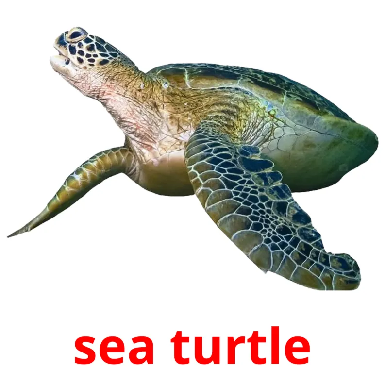29 FREE Sea animals Flashcards | PDF | English Words