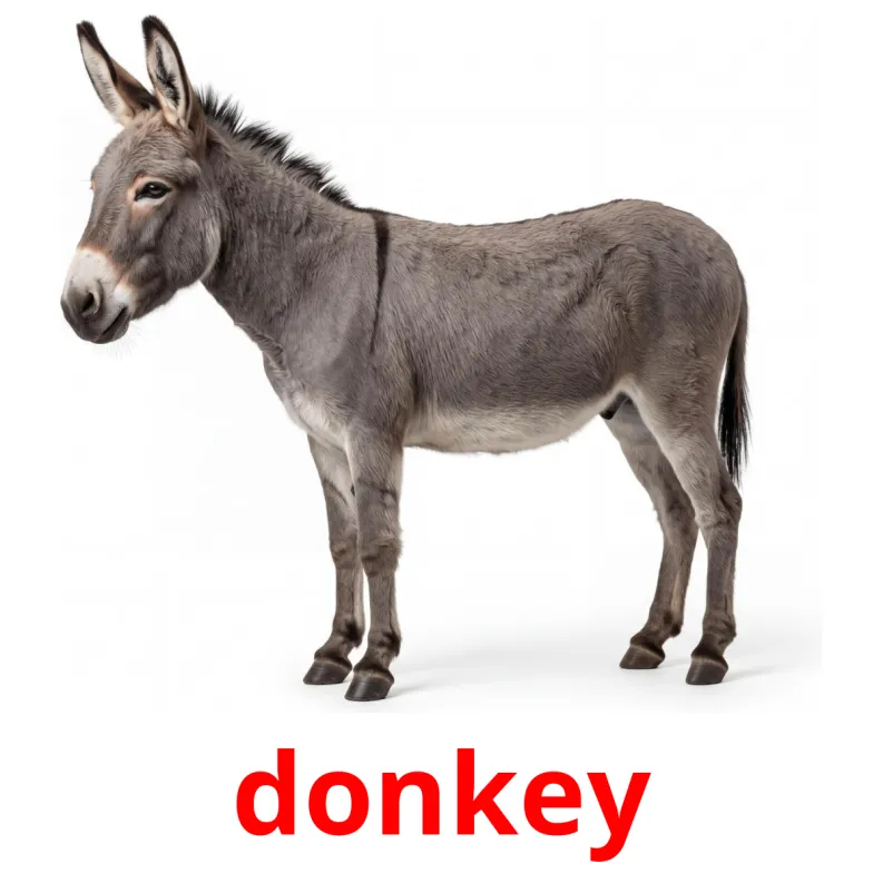 15 FREE Farm animals Flashcards | PDF | English Words