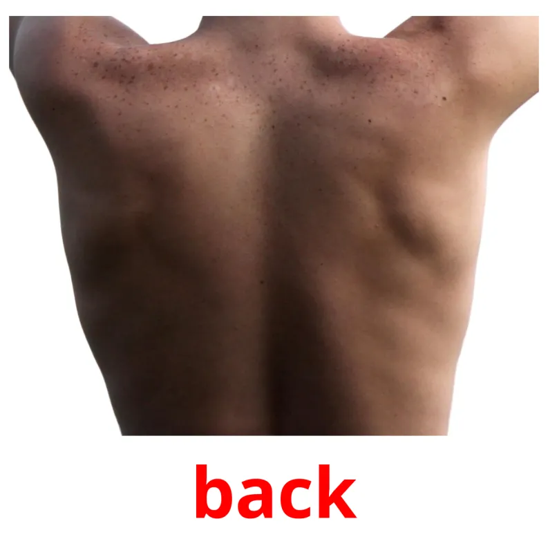 26 FREE Body Parts Flashcards | PDF | English Words