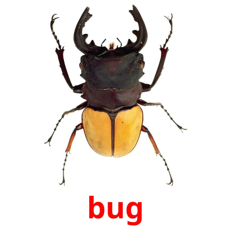 23 FREE Insects Flashcards | PDF | English Words