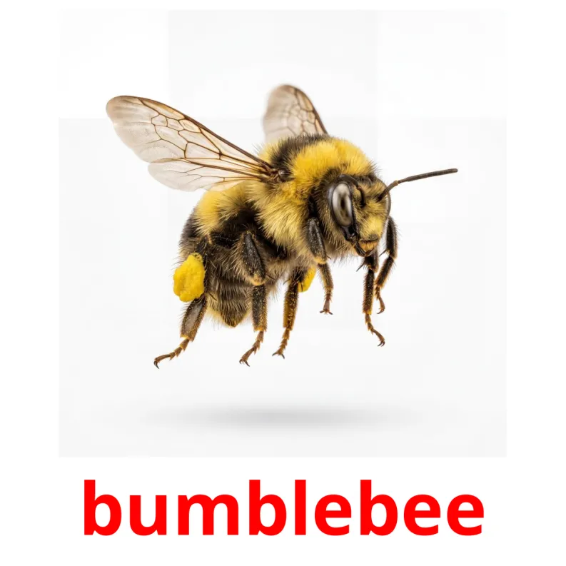 23 FREE Insects Flashcards | PDF | English Words